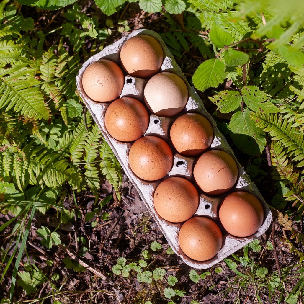 Jajca 10 kos — Zadruga Zakladi Kočevske